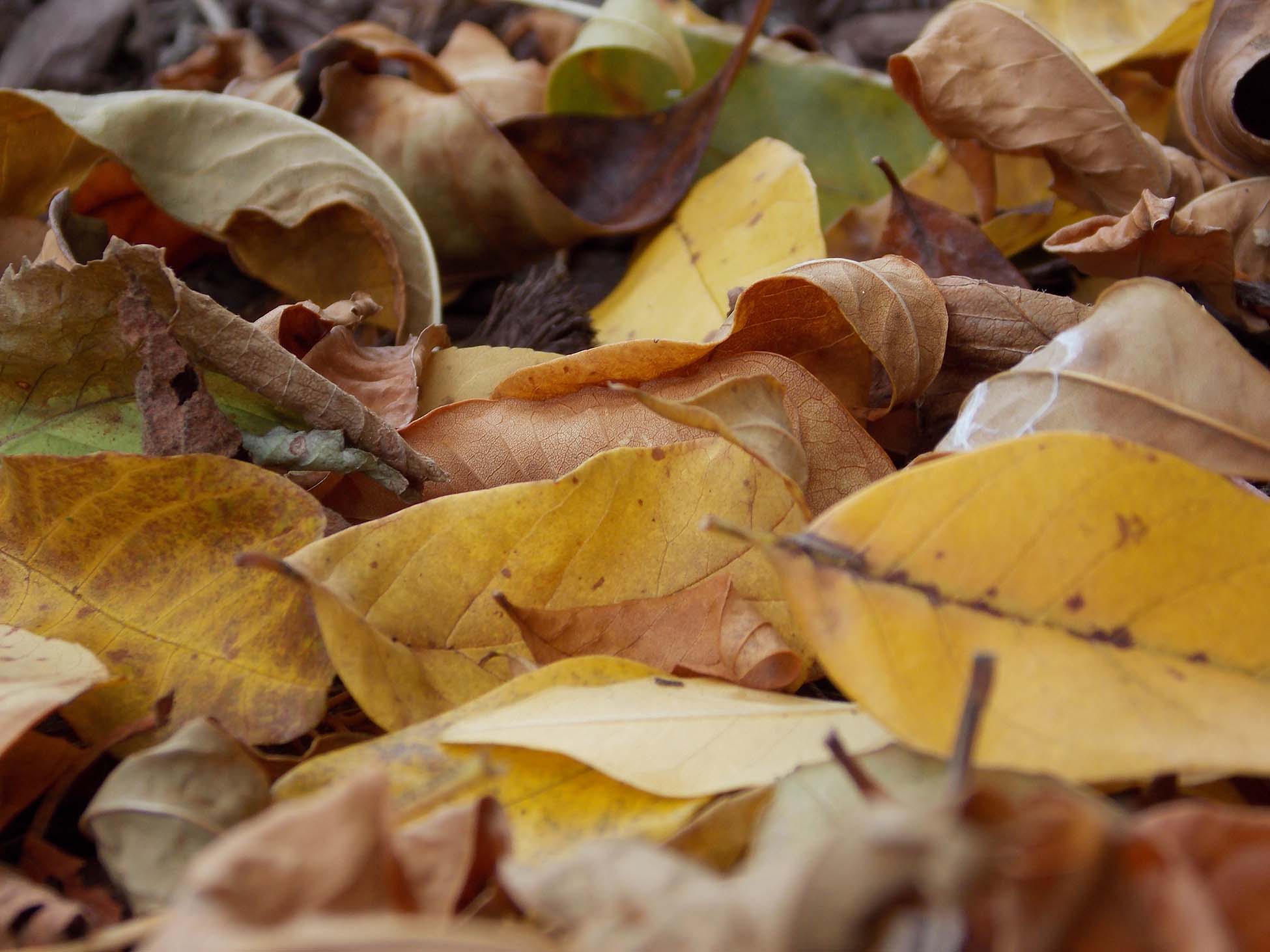 Leaves | spanishwoods