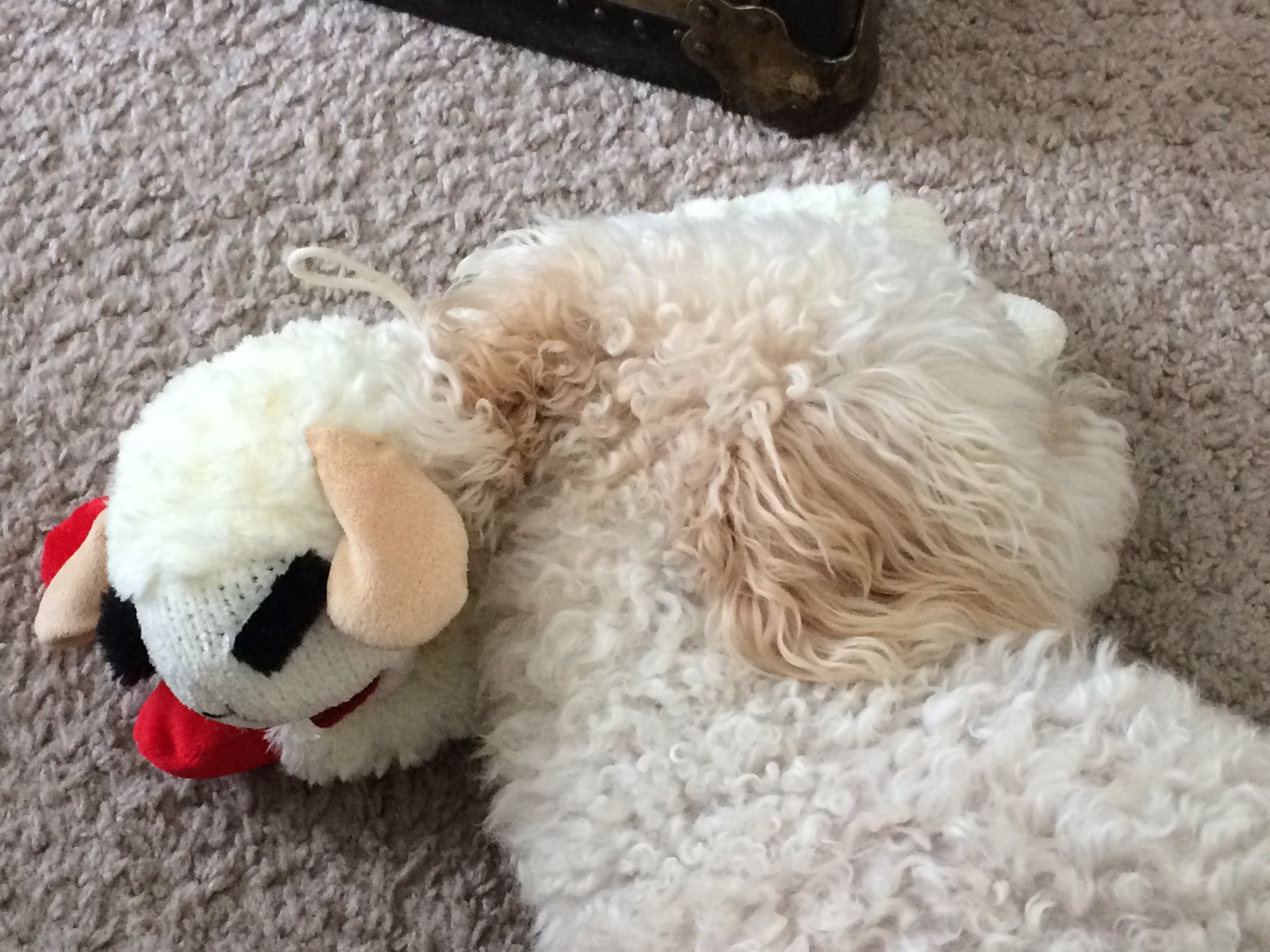 Napping | spanishwoods